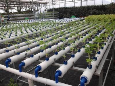 Китай Hydroponic растущая система для засаживать овощей парника земледелия продается