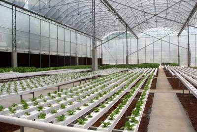 Китай Хорошая качественная гидропоника парника Nft Hydroponic растущих систем умная продается