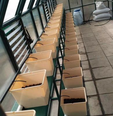 China Cultivo holandês branco da cubeta da hidroponia agrícola das estufas para os tomates que crescem para a venda à venda