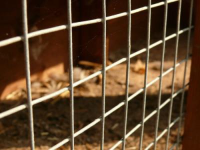 Κίνα Ανθεκτική περίφραξη πύργων τρωκτικών προς πώληση