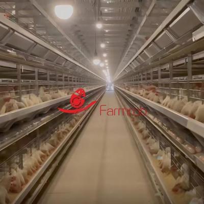 China Considerable Returns Layer Chicken Cage System Stable Egg Lift for sale