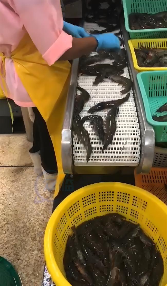 Shrimp Screening Machine
