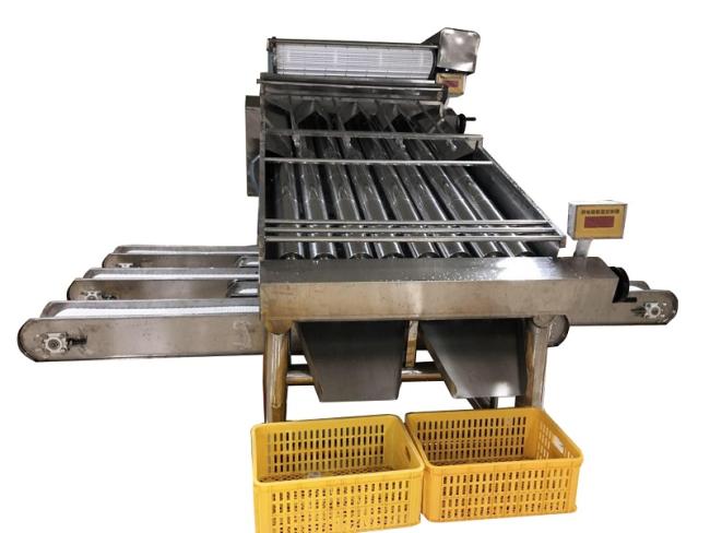 Shrimp Screening Machine