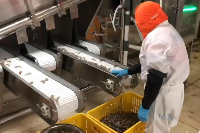 Shrimp Screening Machine