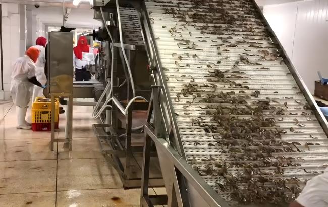 Shrimp Screening Machine