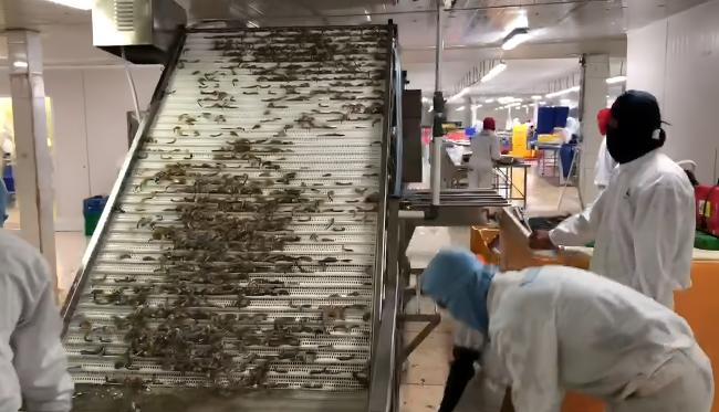 Shrimp Screening Machine