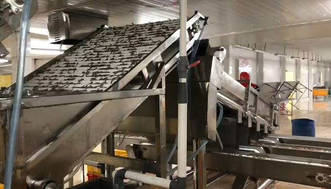 Shrimp Screening Machine
