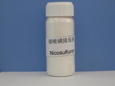 China Nicosulfuron 97% TC, selektives breitblättriges körperlichUnkrautbekämpfungsmittel, elfenbeinfarbenes Pulver zu verkaufen