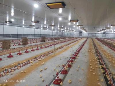 中国 自動アヒルの鋼鉄12mm養鶏場の家 販売のため