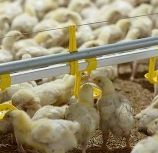 Cina 12 sistema automatico completo del bevitore del capezzolo del pollo degli uccelli pp in vendita