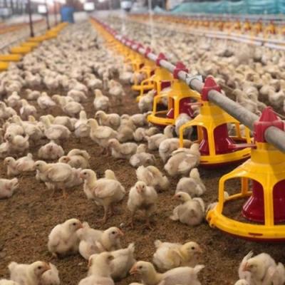 Cina Il selezionatore dell'azienda agricola alloggia l'attrezzatura maschio del pollo da carne in vendita