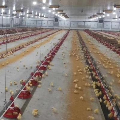 Cina Attrezzatura crescente del pollo automatico dell'alimentatore della griglia in vendita