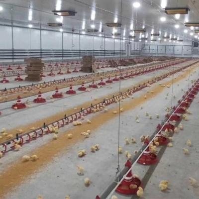 Cina Sistema automatizzato selezionatore di alimentazione di del pollame della griglia in vendita