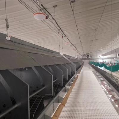 Cina Attrezzatura crescente d'alimentazione a catena del pollo del sistema in vendita