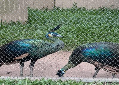 中国 2mm 直径 316 316l ステンレス鋼のワイヤロープ網 動物園の動物園用 販売のため