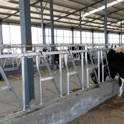 Cina serratura capa della mucca 0.4m/Cow in vendita