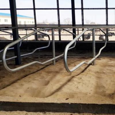 Cina Stalle libere galvanizzate del tubo di acciaio inossidabile per singolo stile di fila delle mucche in vendita