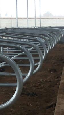 Cina Corrosione della stalla libera laterale della mucca due di acciaio inossidabile anti in vendita