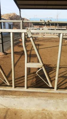 Cina Attrezzatura d'alimentazione galvanizzata calda su misura dell'azienda agricola capa della serratura della mucca in vendita