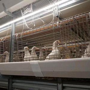 China Hot-DIP Galvanized Chicken Coop Broiler Chicken Cage Poultry Farm Equipment for sale