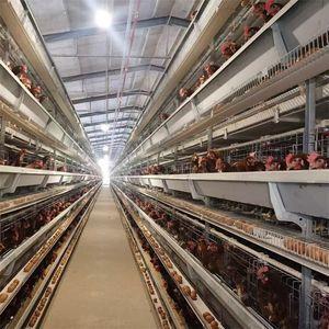 China Supply New Condition H Type Chicken Cages System Completely Automatic Laying Hen Egg Layer Battery Steel Mesh Farm Core Motor for sale