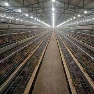 China a-Layer Galvanized Chicken Cages New Poultry Equipment Directly for Chicken Farms in South Africa Philippine Automatic Features for sale