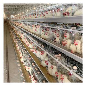 China Type a Tiered Layer Housing Cage System Egg Layer Chicken Cages for sale