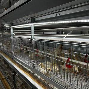 China 4 Tiers H Type Automatic Baby Chick Rearing Pullet Chicken Cage System for sale