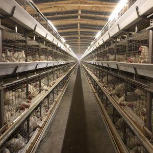 China High Tech Galvanized Broiler Automatic H Type Chicken Farm Broiler Poultry Cage System for sale