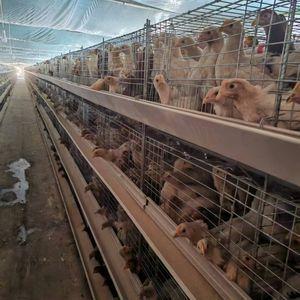 China Fully Automatic Feeding Line System Pan Feeder Nipple Drinker Poultry Farming Equipment for Broiler Chicken Products for sale
