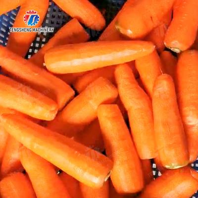 중국 당근 필링 기계 판매용