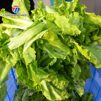 China Salad Fruits and vegetables dehydrator Lettuce Cao Xin Baby Cabbage Chinese Cabbage Cabbage Automaticial Dehydration Machine Dehydrator Dried  Centrifugal Drying Machine Automatic Water Spinner for sale