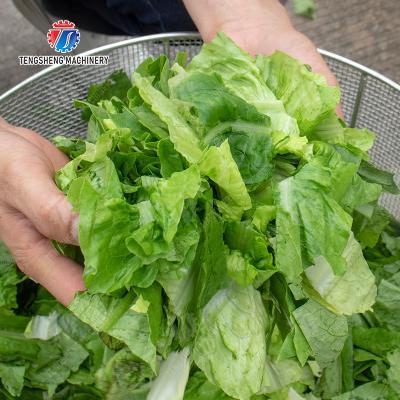 China Salad Fruits and vegetables dehydrator Lettuce Cao Xin Baby Cabbage Chinese Cabbage Cabbage Automaticial Dehydration Machine Dehydrator Dried  Centrifugal Drying Machine Automatic Water Spinner for sale