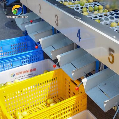 Cina linea di trasformazione classificazione di secchezza di pulizia completamente automatica della frutta 380V e di verdura in vendita