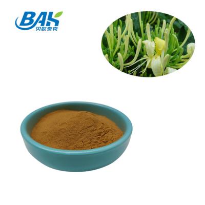 Cina 5% - 98% Acido clorogenico Miglioramento immunitario Supplementi Estratto di caprifoglio in vendita