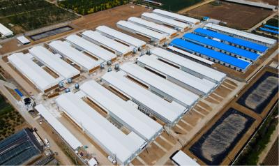 China Modern Steel Poultry House Egg Collection System for Laying Hens for sale