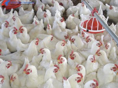 China Custom Broiler Poultry Equipment Automatic Broiler Feeding System for sale