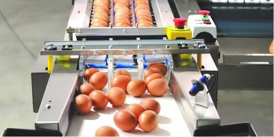 China Industrial Chicken Egg Washing Machine Automatic Chicken Egg Processing Line for sale