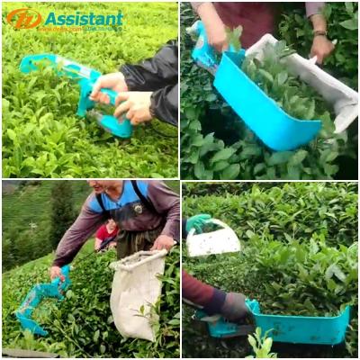 Electric Drive Tea Leaf Plucking Machine DL-4CD-35 for Tractor Power 0.27-0.54