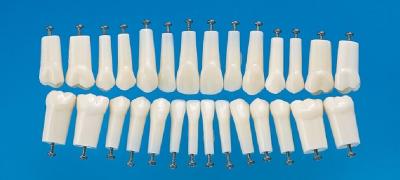 Cina Modello piantato diritto permanente dei denti con 28 o 32 denti dei pc per Nissin 200 o 500 in vendita