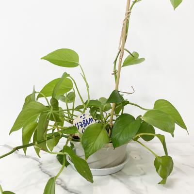 Cina Il bambù di materia prima di 100% picchetta 6m i cerchi di forma che di U Handcrafted il fiore di sostegno del traliccio in vendita