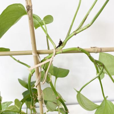 Cina Il bambù di materia prima di 100% picchetta 6m i cerchi di forma che di U Handcrafted il fiore di sostegno del traliccio in vendita