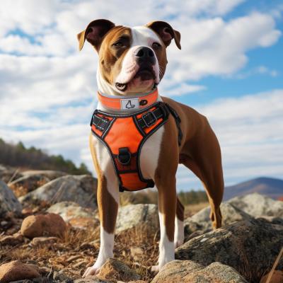 China Adjustable Nylon Neoprene Padded Dog Collars Reflective Soft Design Comfortable Durable à venda