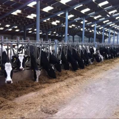 China High Quality Modern Design Steel Structure Dairy Farm Living House Prefabricated Cow Shed for Sale for sale