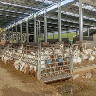 China A- Low Cost Modern Prefab Steel Structure Sheep Goat Farm Barn House Dairy Cow Shed Cattle Farm Building for sale