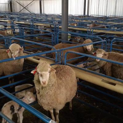 China Customized Modern Farmhouse Prefab Steel Cowshed Goat House Sheep Shed Low-Cost Prefabricated Steel Structure Buildings for sale
