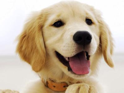 China composite Vitamin B injection Veterinary medicines contain VB1 VB2 transfer factor peptides RNA for sale