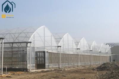 China Large Hydroponic Multi Span Greenhouse For Commercial Tomato / Pepper / Cucumber Planting for sale
