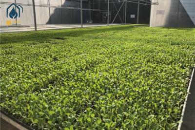 China Adjustable Greenhouse Rolling Benches Agricultural Rolling Hydroponic Tables Customized for sale