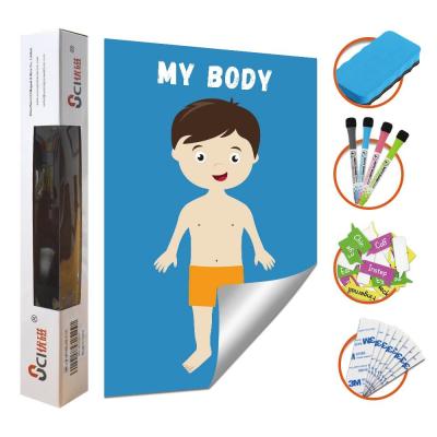 China Verwijderbare Body Learning Custom Dry Erase Poster Board 48x36